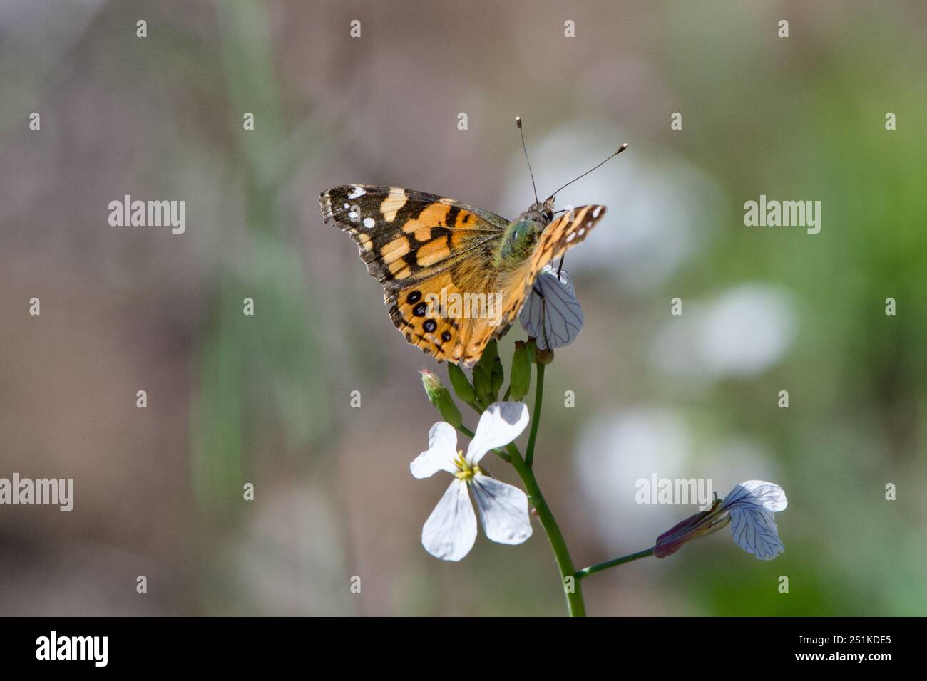 West Coast Lady (Vanessa annabella Stock Photo - Alamy