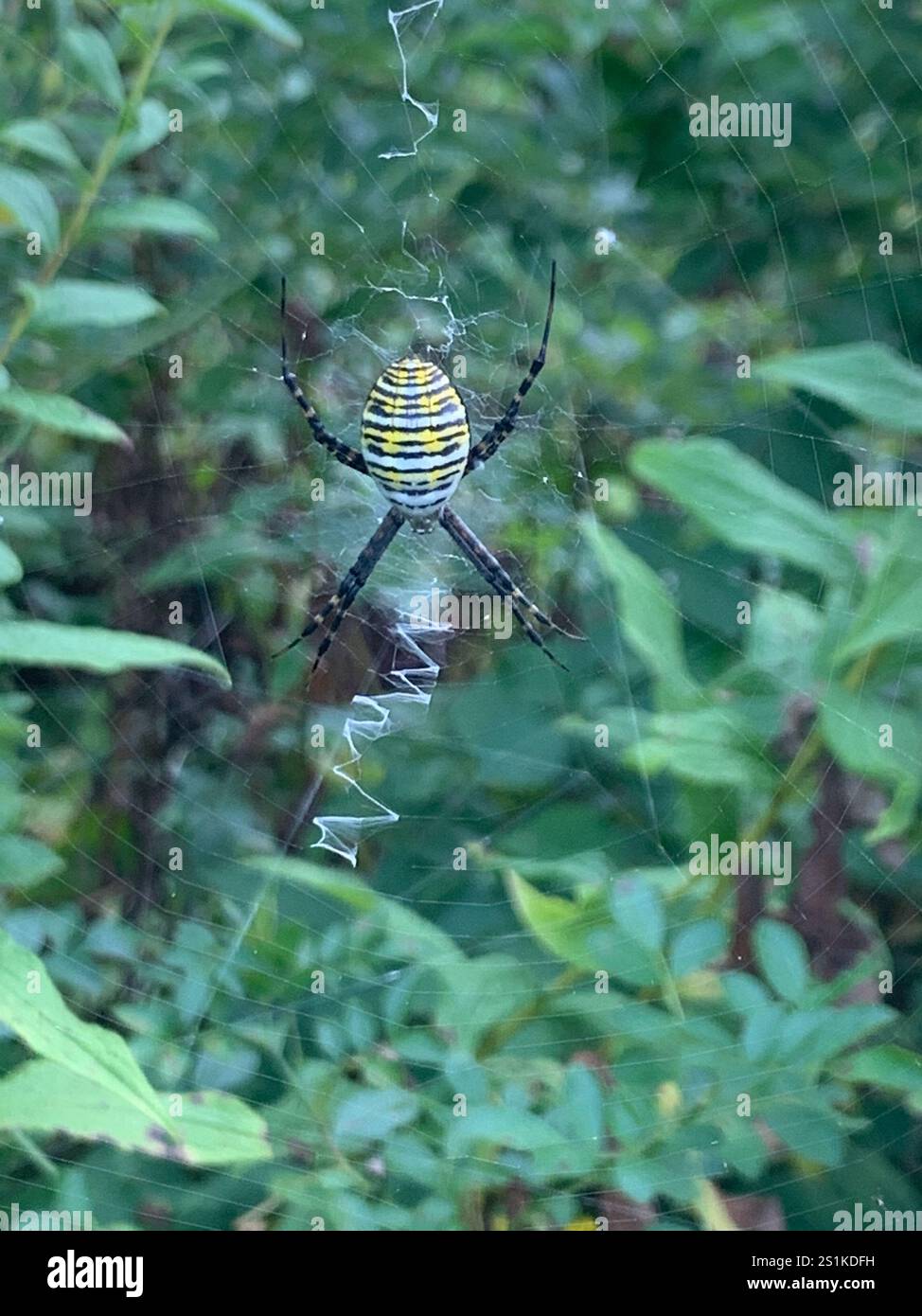 Banded Garden Spider (Argiope trifasciata Stock Photo - Alamy