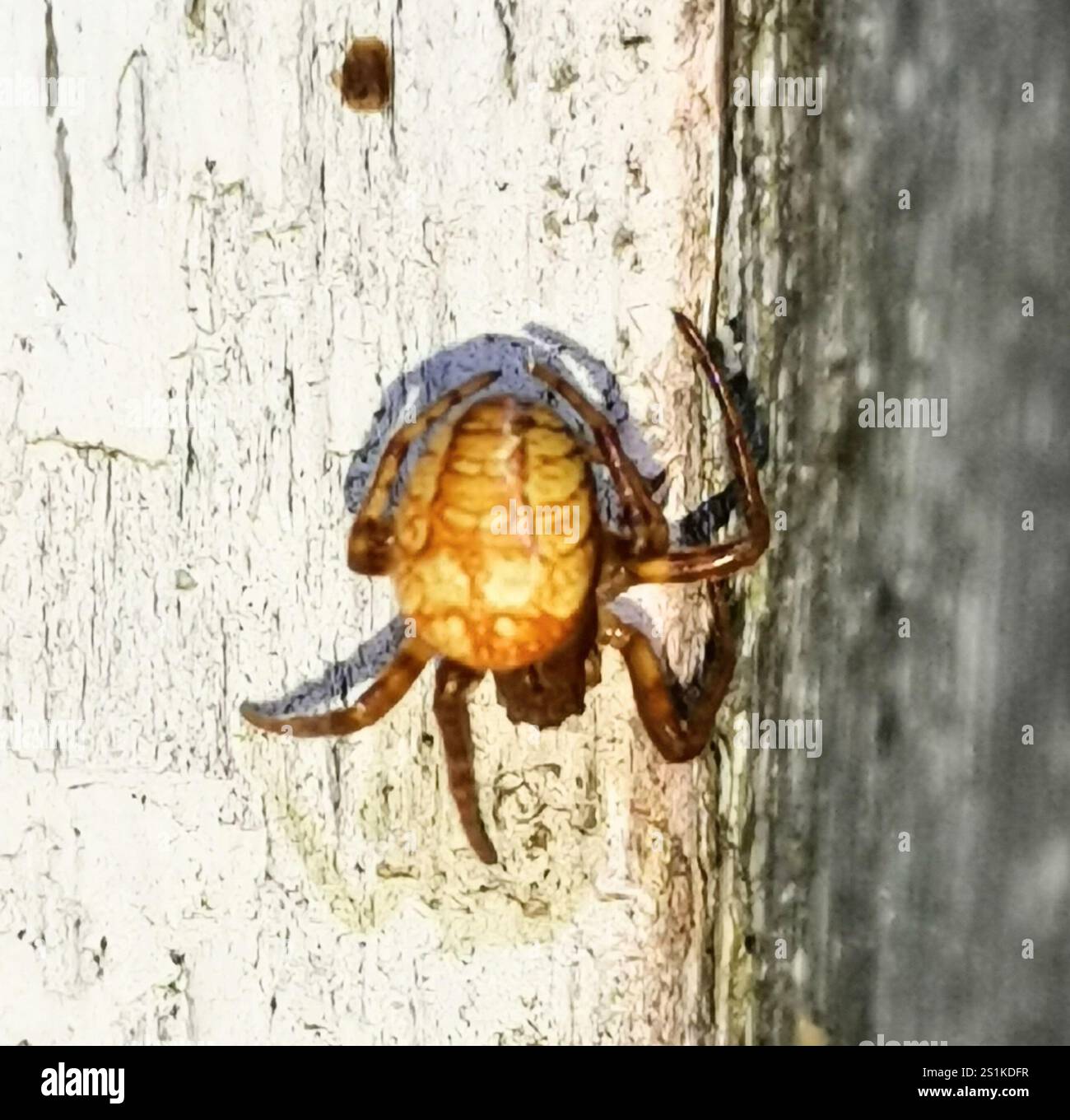 Strawberry Spider (Araneus alsine Stock Photo - Alamy