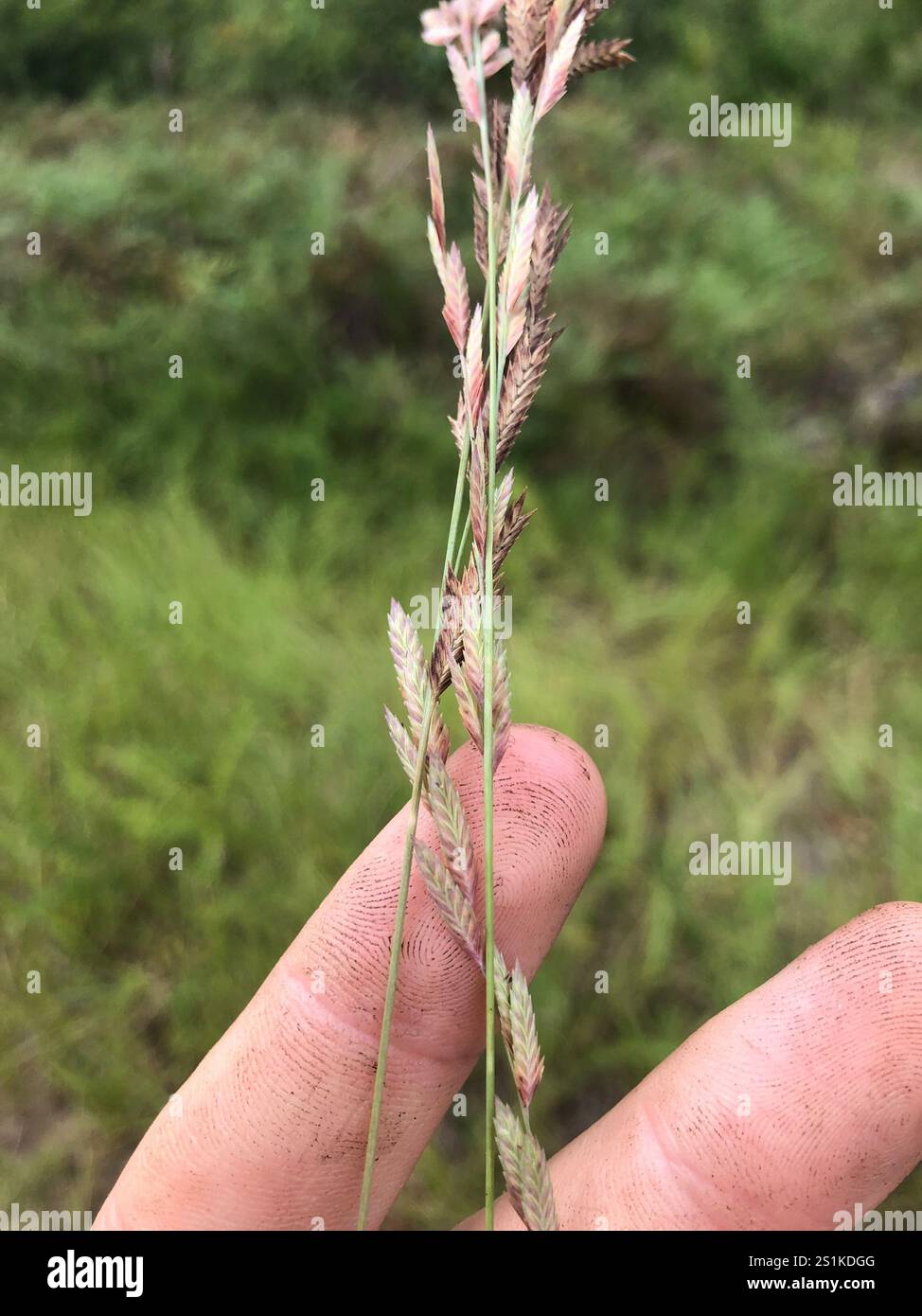 red lovegrass (Eragrostis secundiflora oxylepis Stock Photo - Alamy