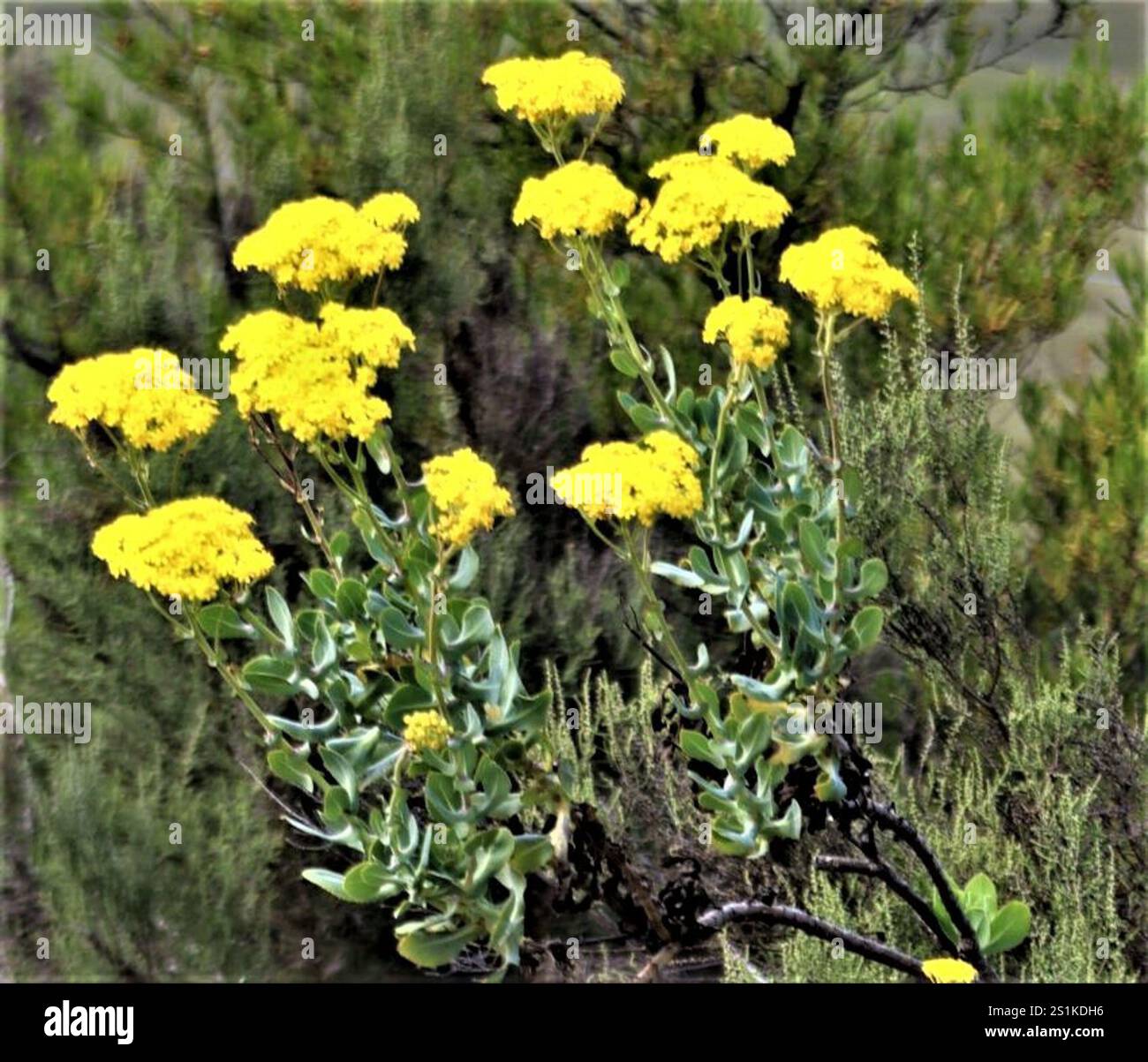 Poorflower Babooncabbage (Othonna parviflora Stock Photo - Alamy