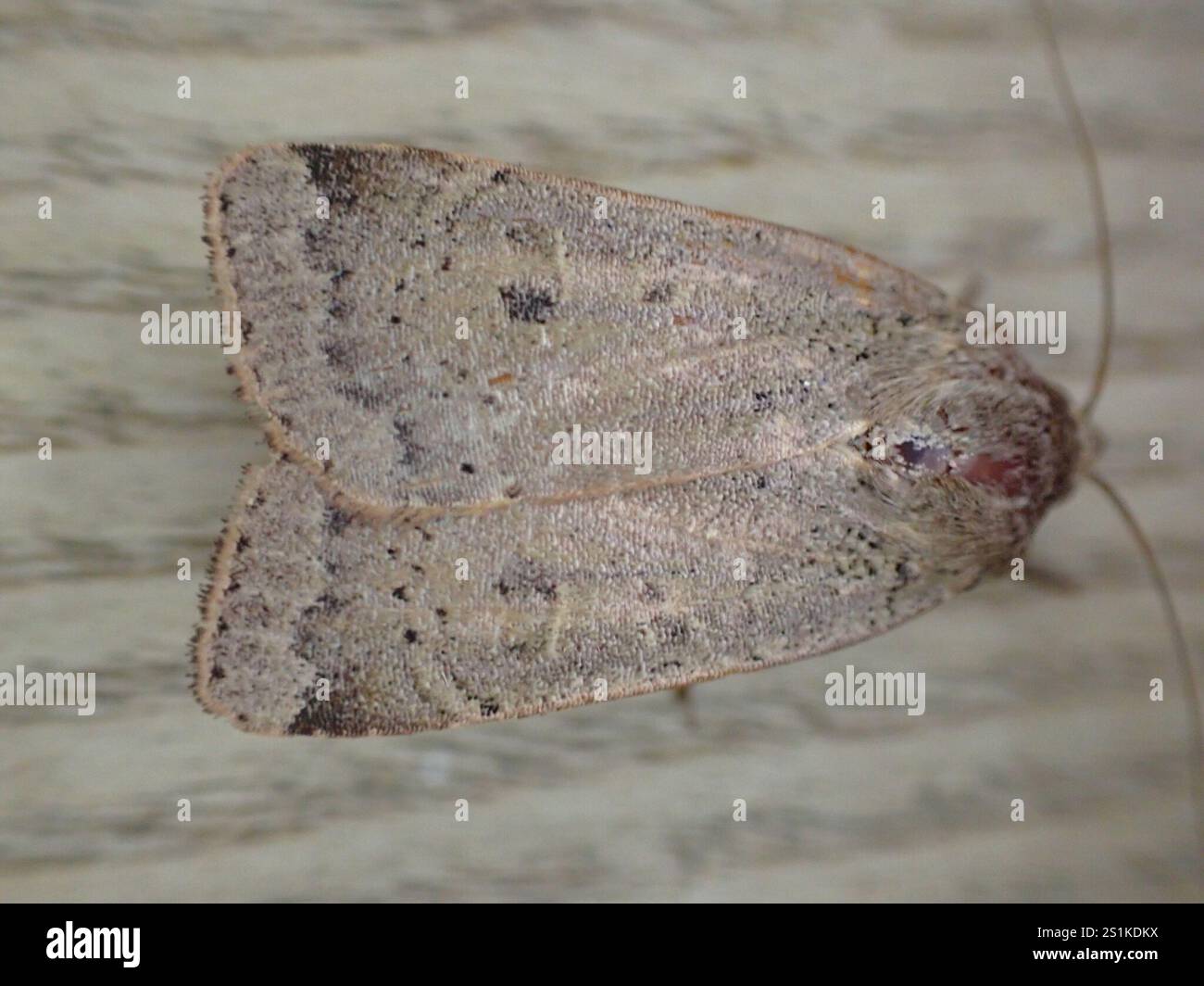 Lesser Yellow Underwing (Noctua comes Stock Photo - Alamy