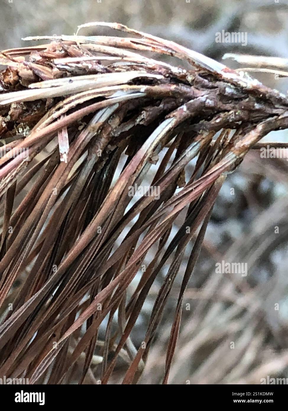 Monterey pine (Pinus radiata Stock Photo - Alamy