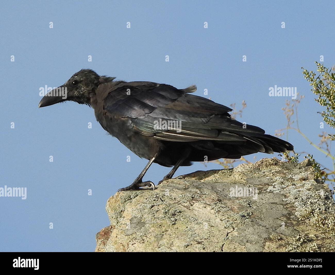 Large-billed Crow (Corvus macrorhynchos Stock Photo - Alamy