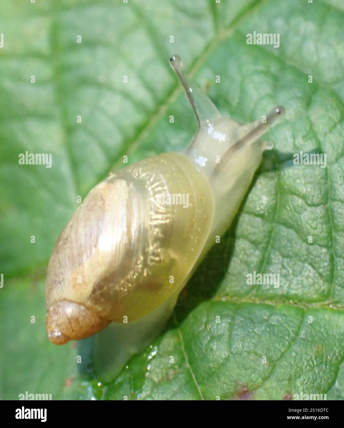 Common European Ambersnail (Succinea putris Stock Photo - Alamy
