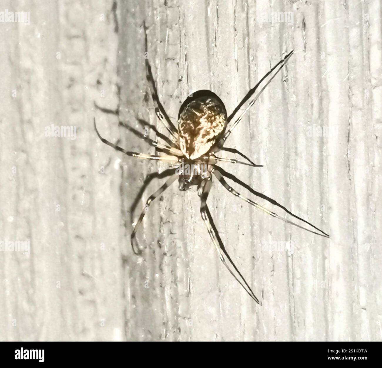 Invisible Spider (Drapetisca socialis Stock Photo - Alamy