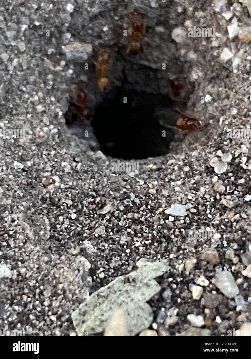 Yellow Pyramid Ant (Dorymyrmex flavus Stock Photo - Alamy