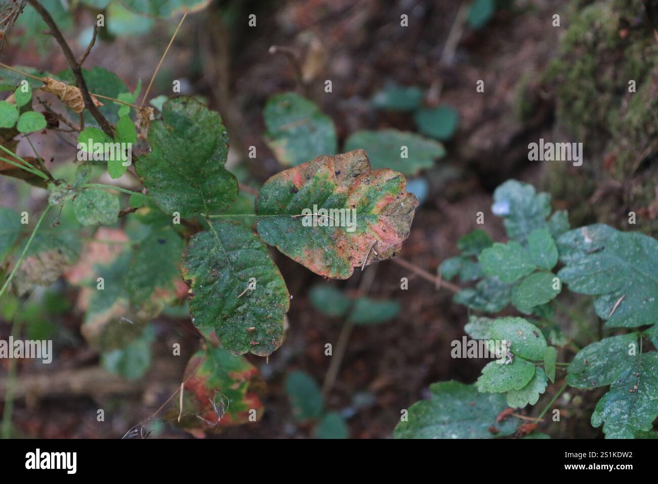 Pacific poison oak (Toxicodendron diversilobum Stock Photo - Alamy