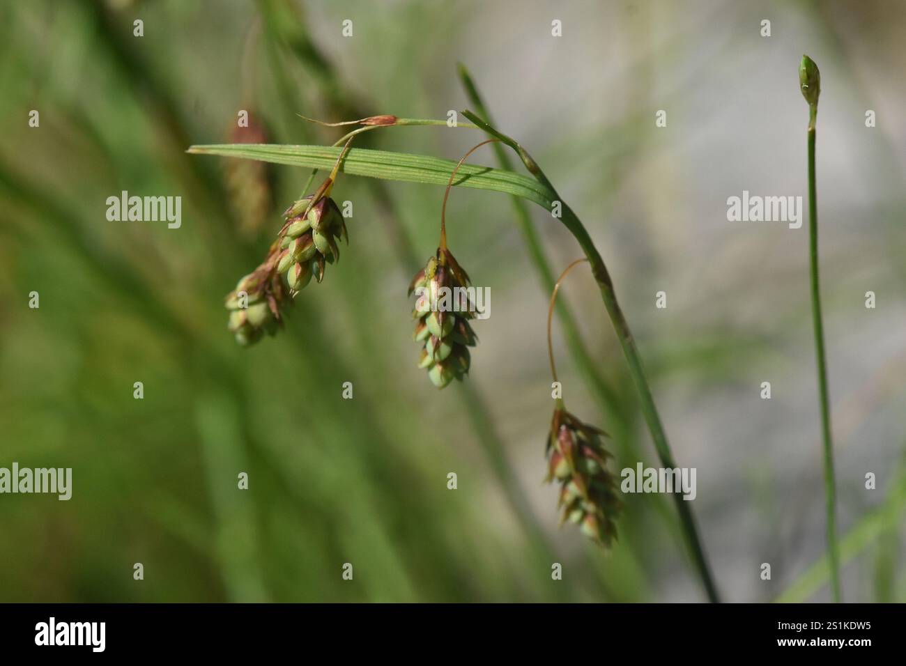 boreal bog sedge (Carex magellanica irrigua Stock Photo - Alamy