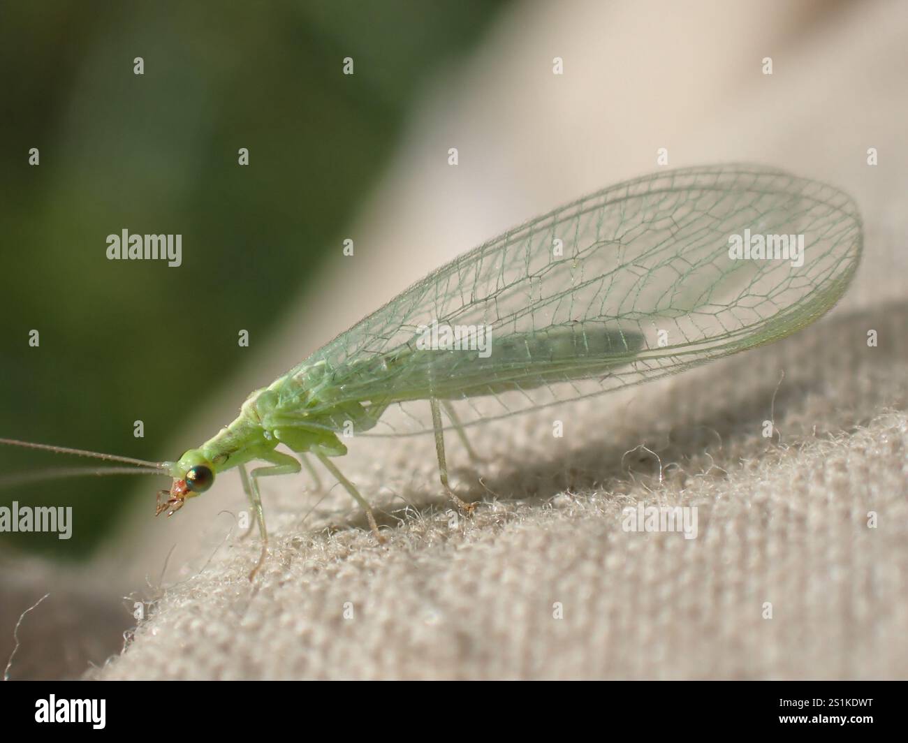 common green lacewings (Chrysoperla Stock Photo - Alamy