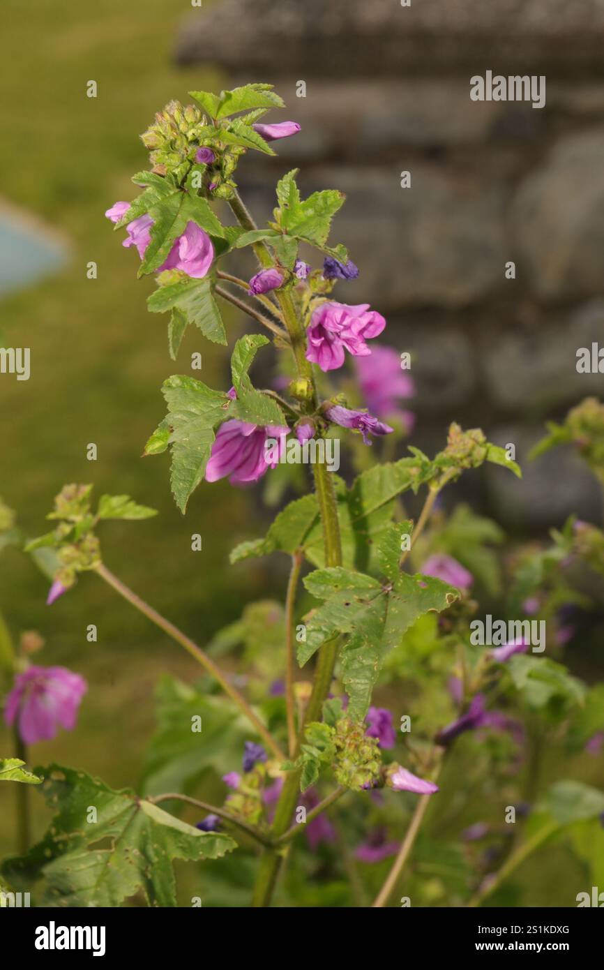 Common Mallow (Malva sylvestris Stock Photo - Alamy