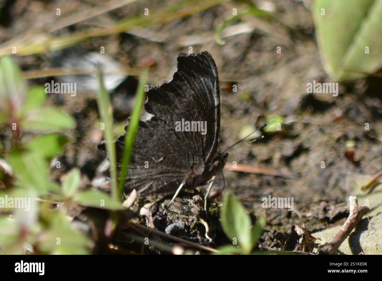 Green Comma (Polygonia faunus Stock Photo - Alamy