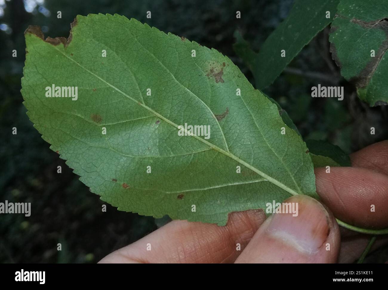 European Wild Apple (Malus sylvestris Stock Photo - Alamy