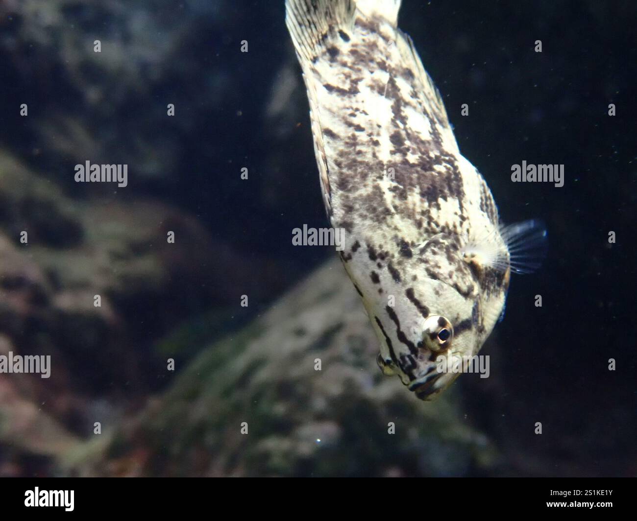 Atlantic tripletail lobotes surinamensis hi-res stock photography and ...
