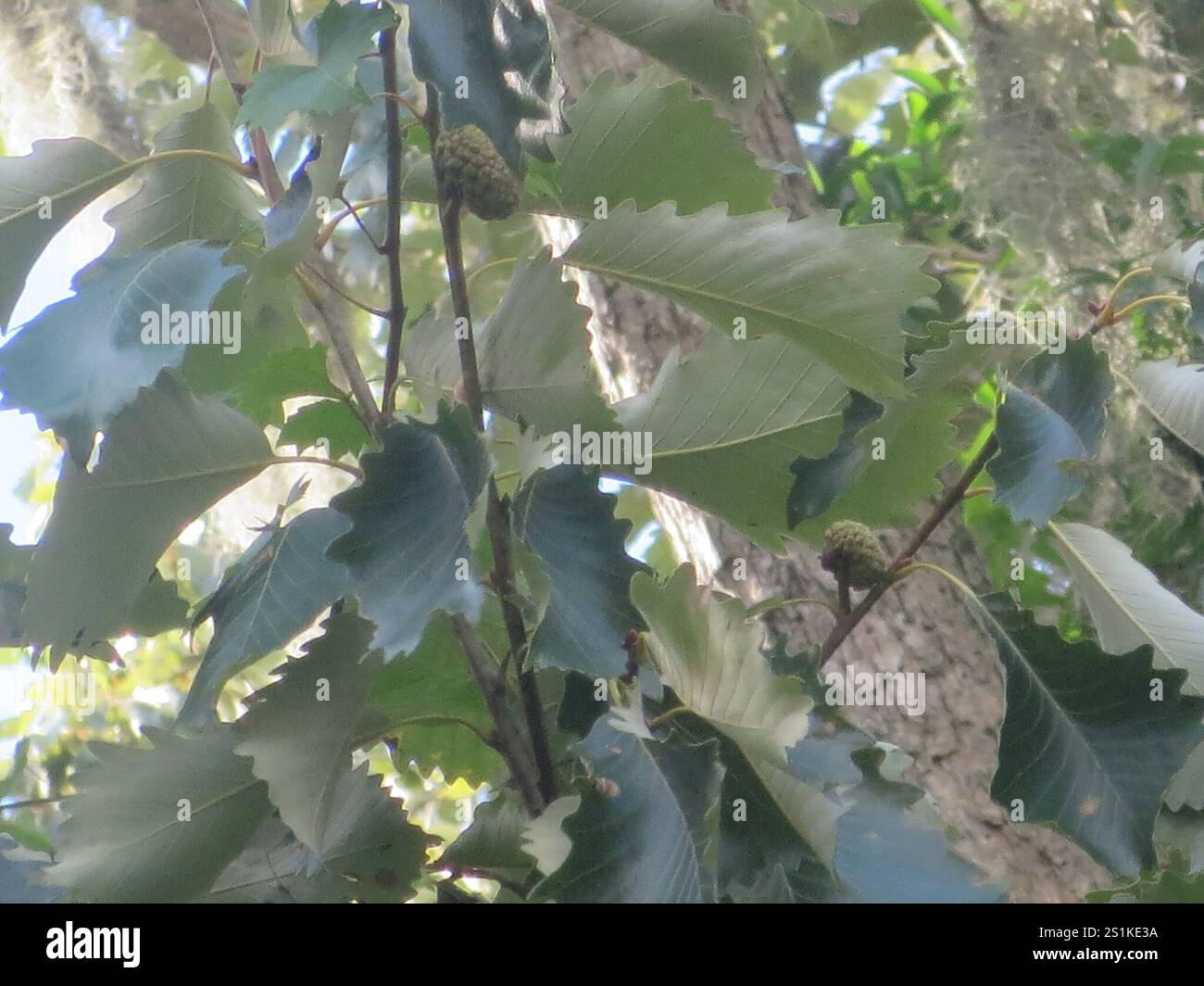 swamp chestnut oak (Quercus michauxii Stock Photo - Alamy