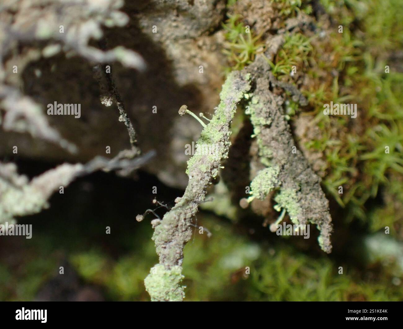 Sulphur Stubble Lichen (Chaenotheca furfuracea Stock Photo - Alamy