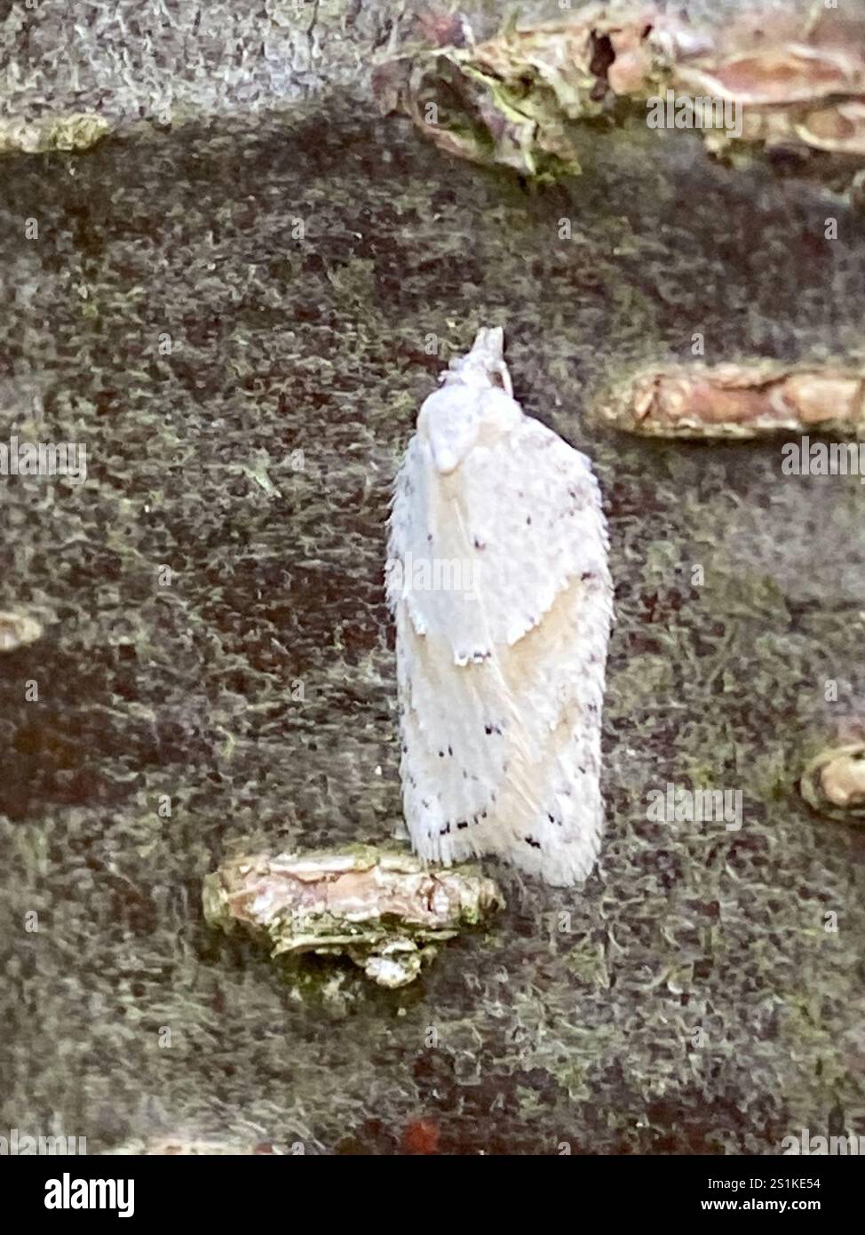 Black-headed Birch Leaffolder Moth (Acleris logiana Stock Photo - Alamy