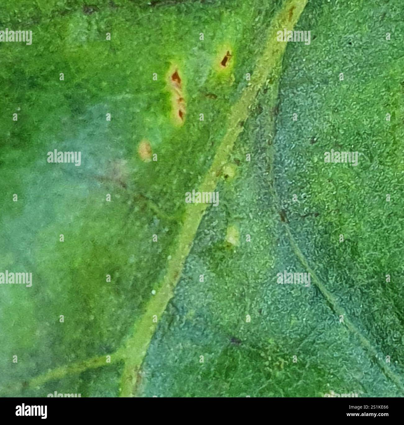 Oyster Gall Wasp (Neuroterus anthracinus Stock Photo - Alamy