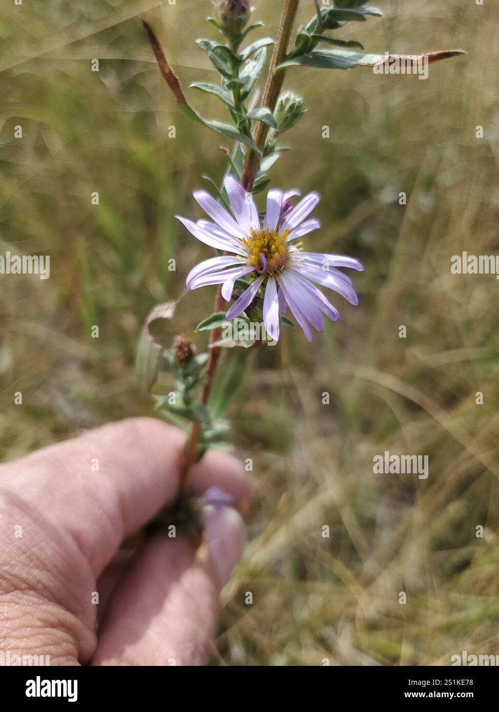western aster (Symphyotrichum ascendens Stock Photo - Alamy