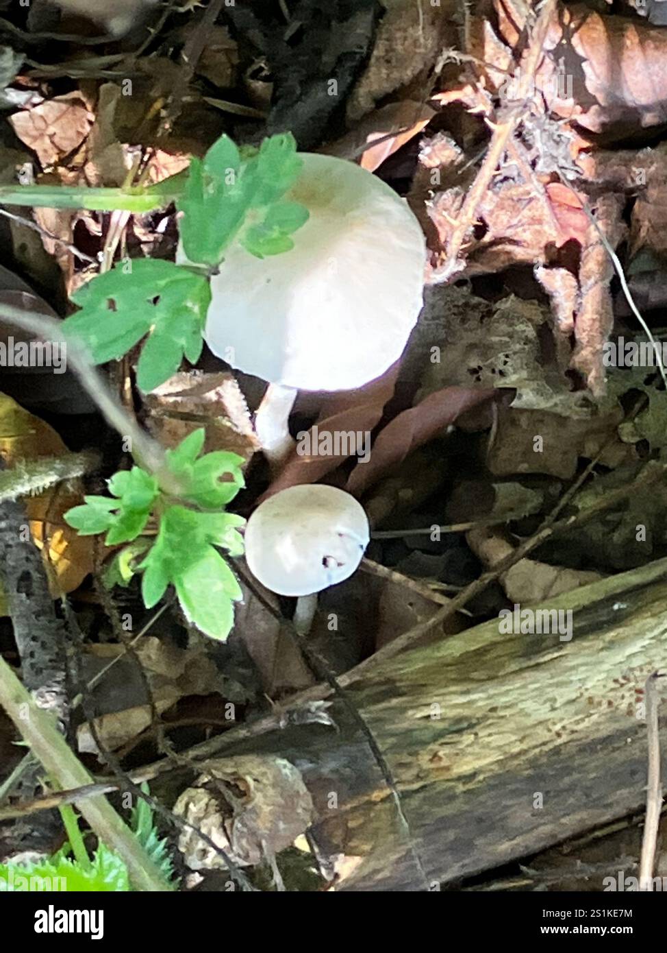 Snowy Waxcap (Cuphophyllus virgineus Stock Photo - Alamy