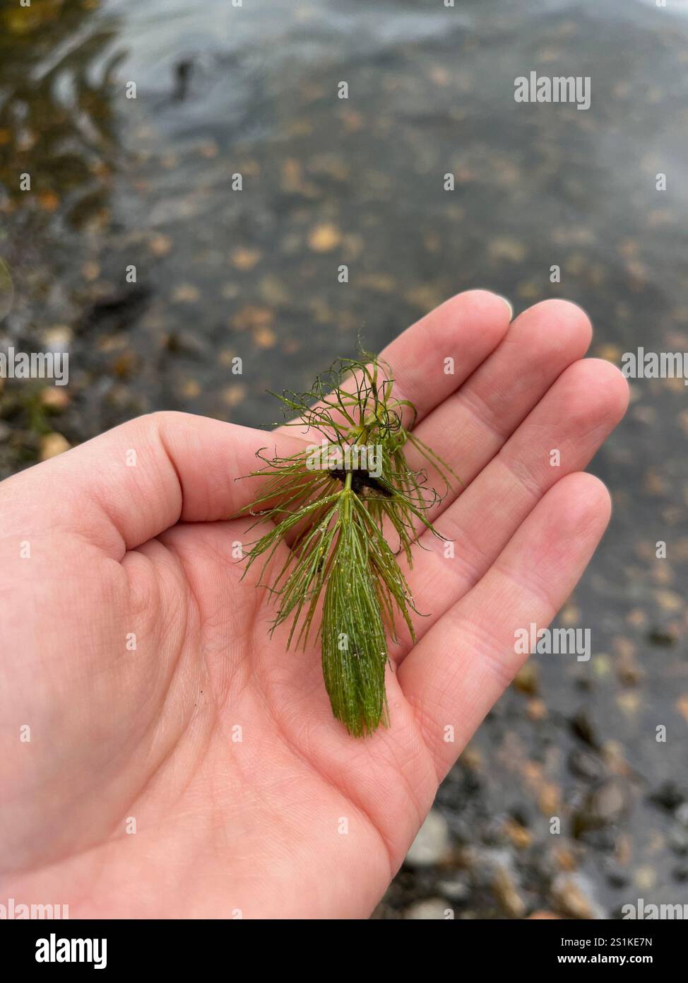 coontail (Ceratophyllum demersum Stock Photo - Alamy