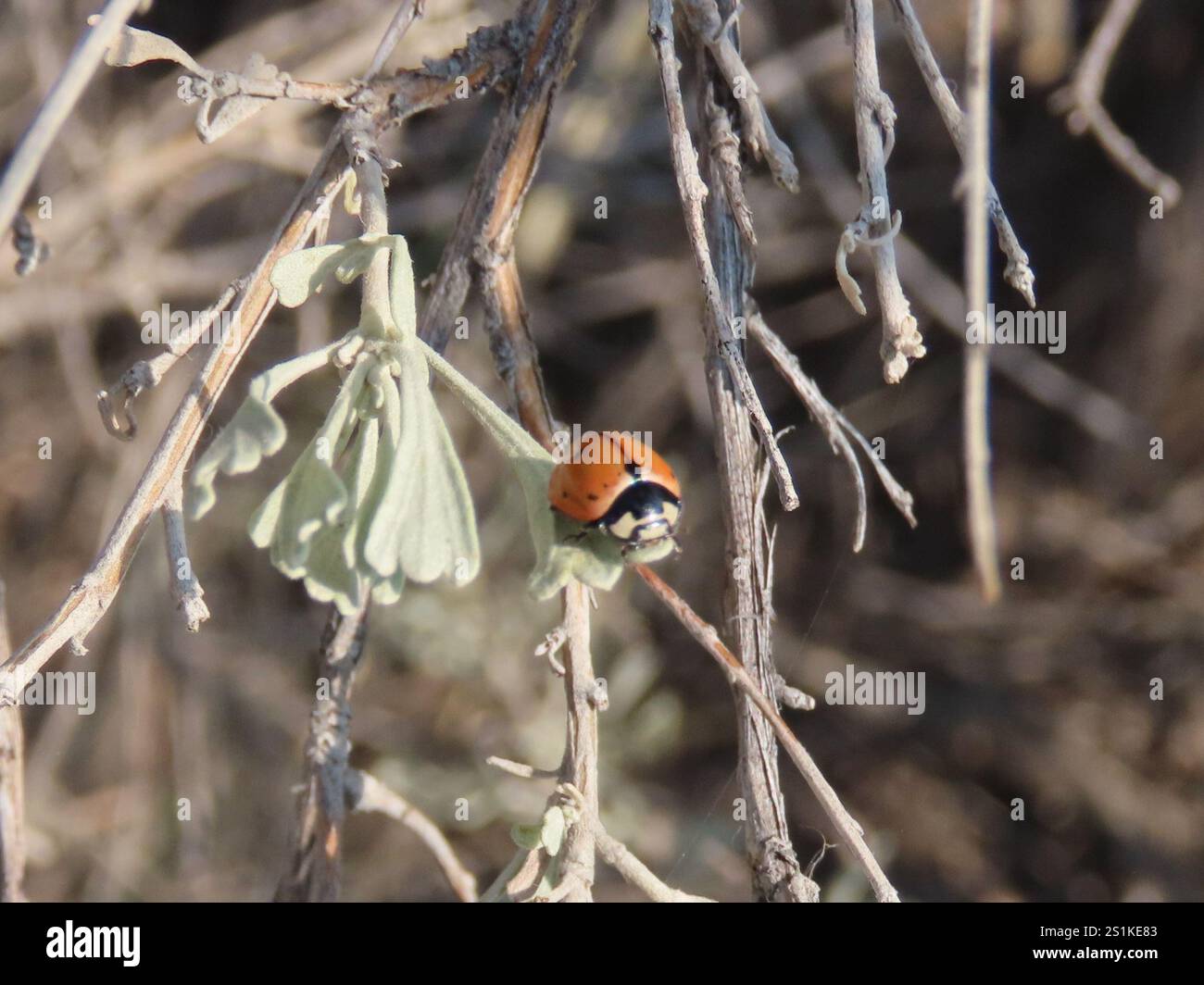 Nine-spotted Lady Beetle (Coccinella novemnotata Stock Photo - Alamy