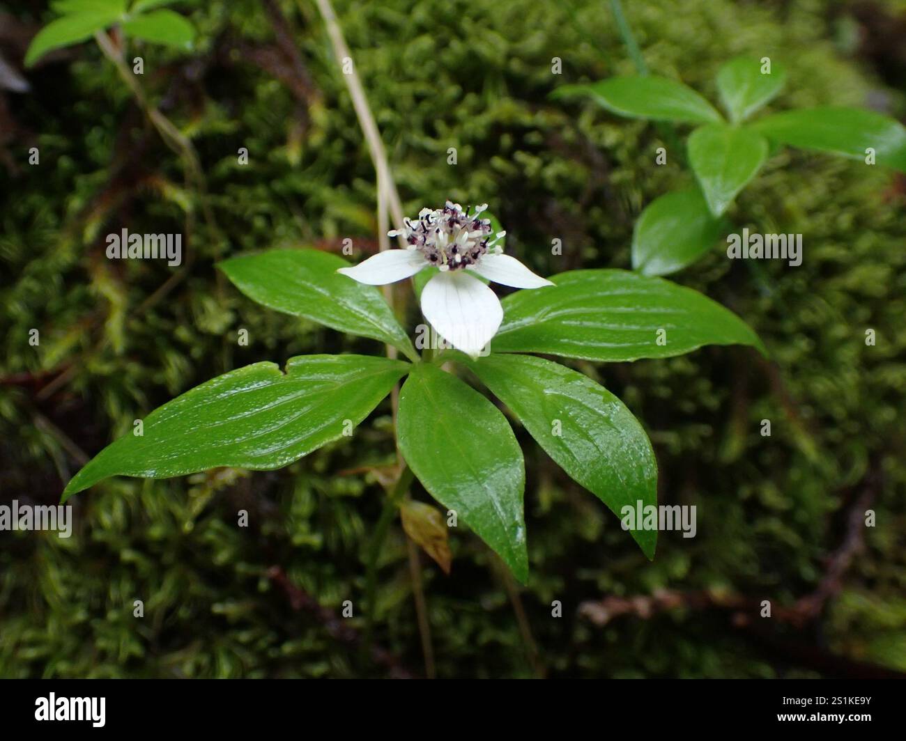 Western Bunchberry (Cornus unalaschkensis Stock Photo - Alamy