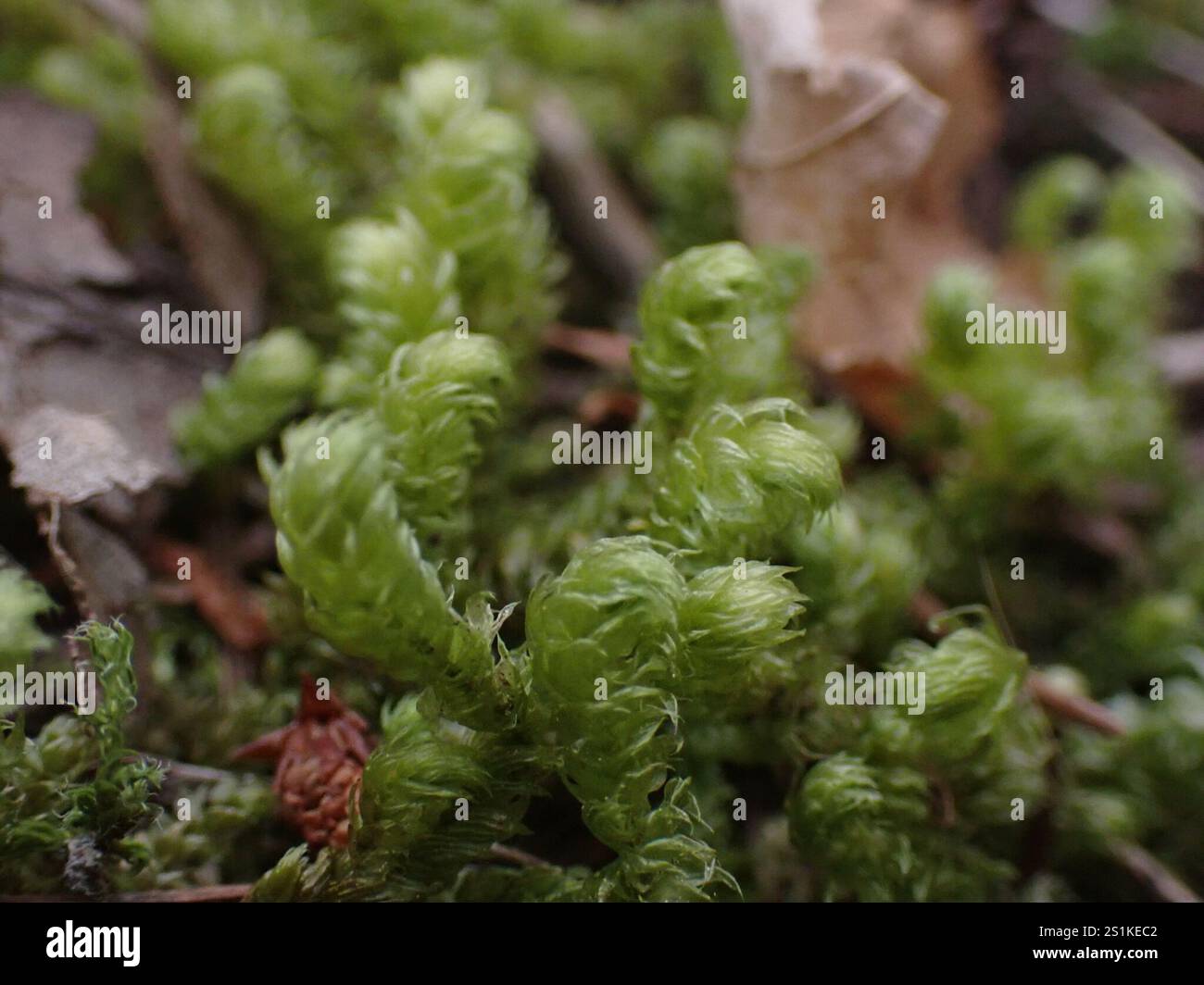 Pipecleaner Moss (Rhytidiopsis robusta Stock Photo - Alamy