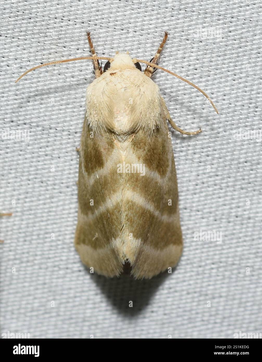 Three-lined Flower Moth (Schinia trifascia Stock Photo - Alamy