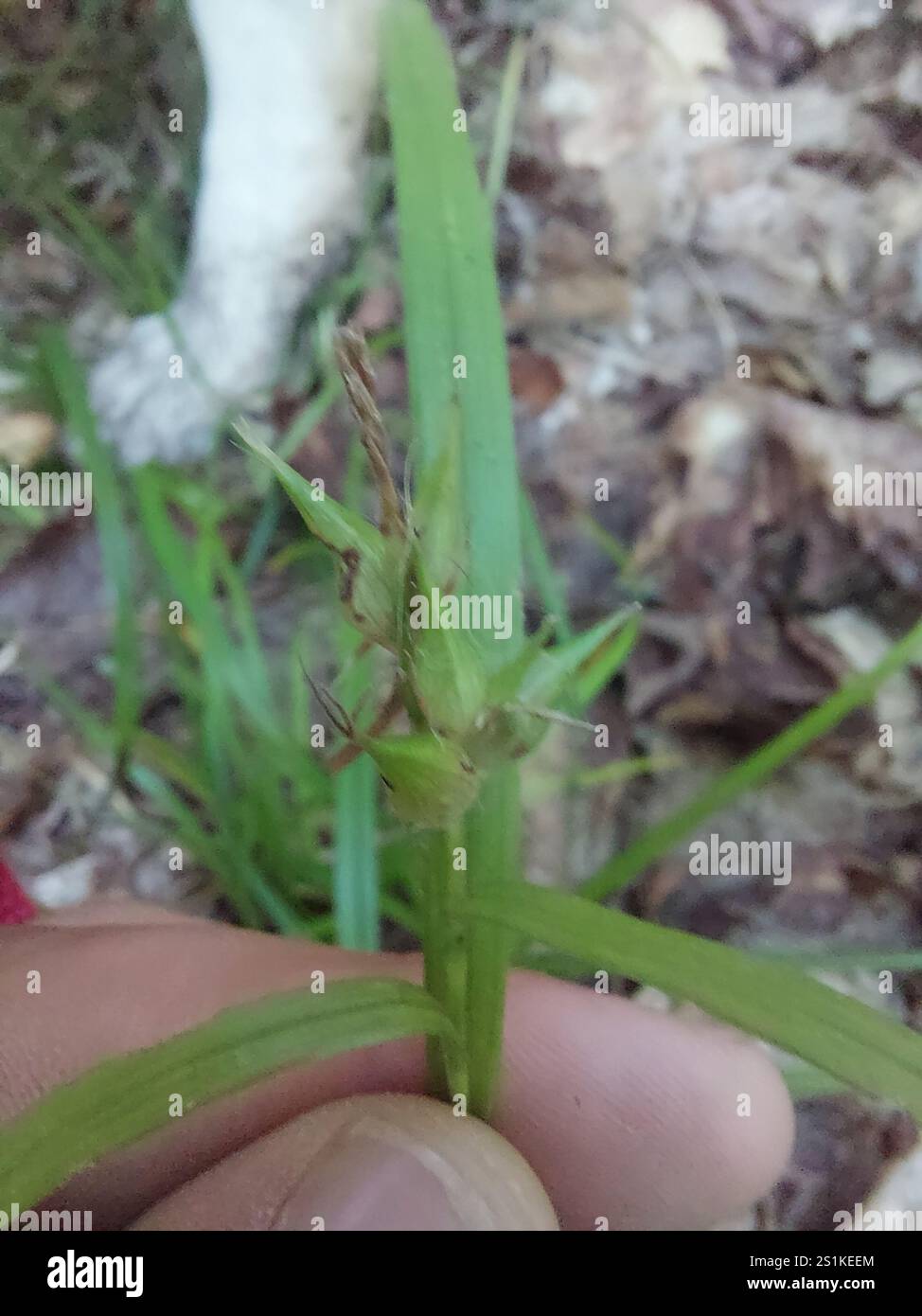 bladder sedge (Carex intumescens Stock Photo - Alamy