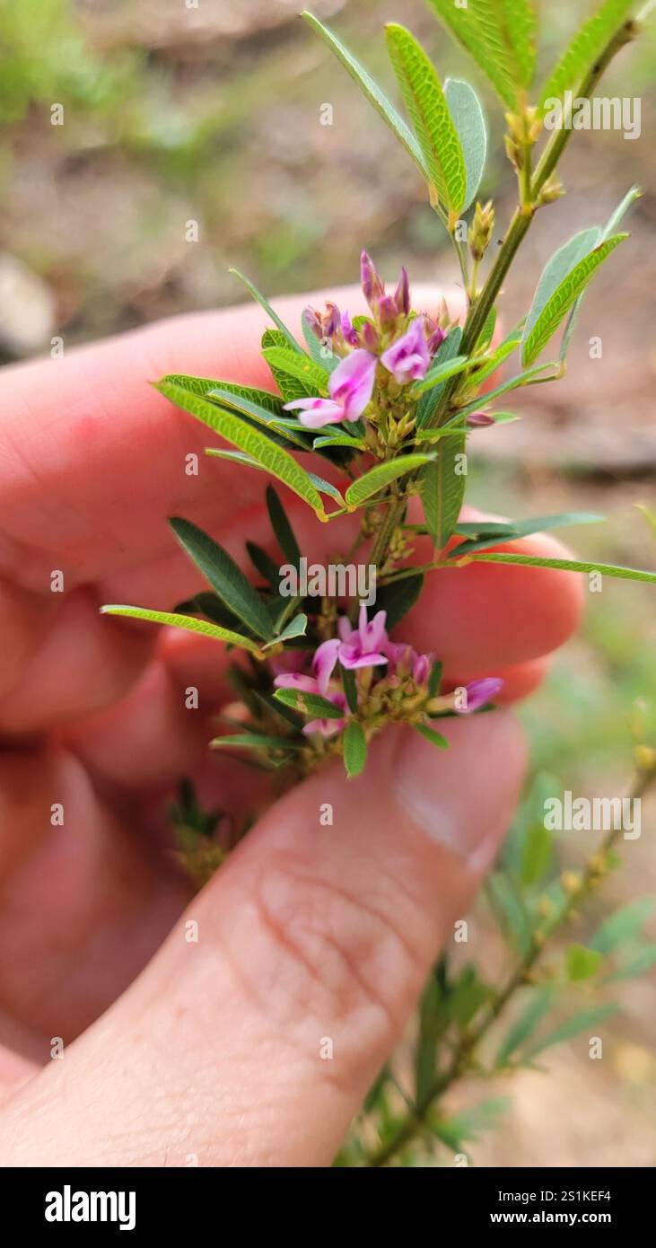 slender bush clover (Lespedeza virginica Stock Photo - Alamy