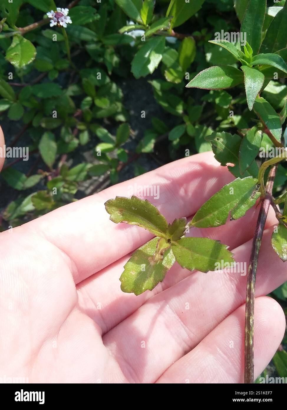 turkey tangle frogfruit (Phyla nodiflora Stock Photo - Alamy