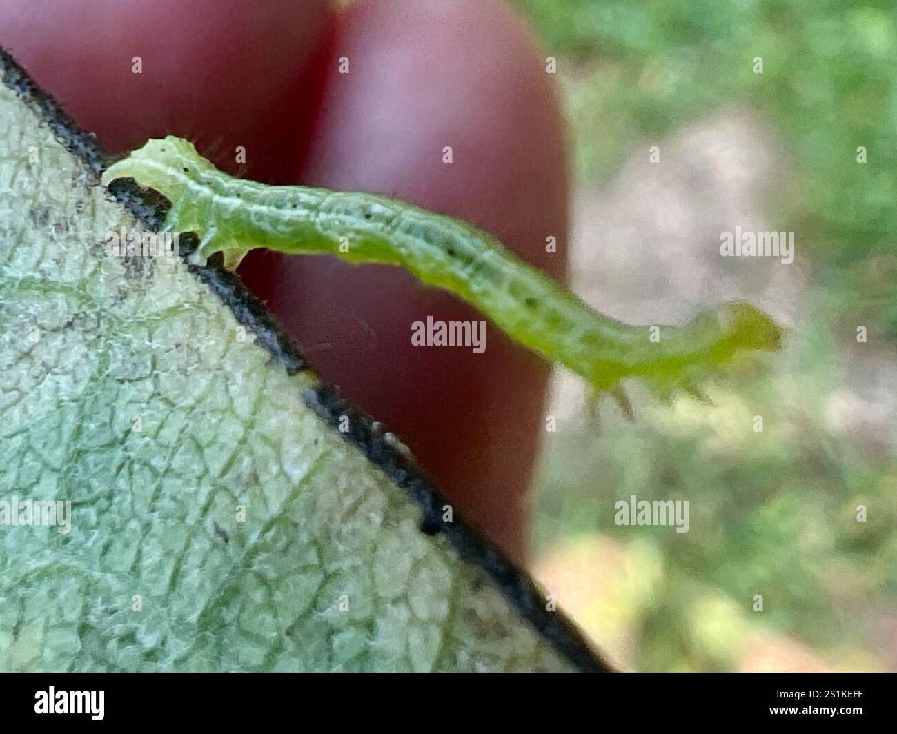 Plusiine Looper Moths (Plusiinae Stock Photo - Alamy