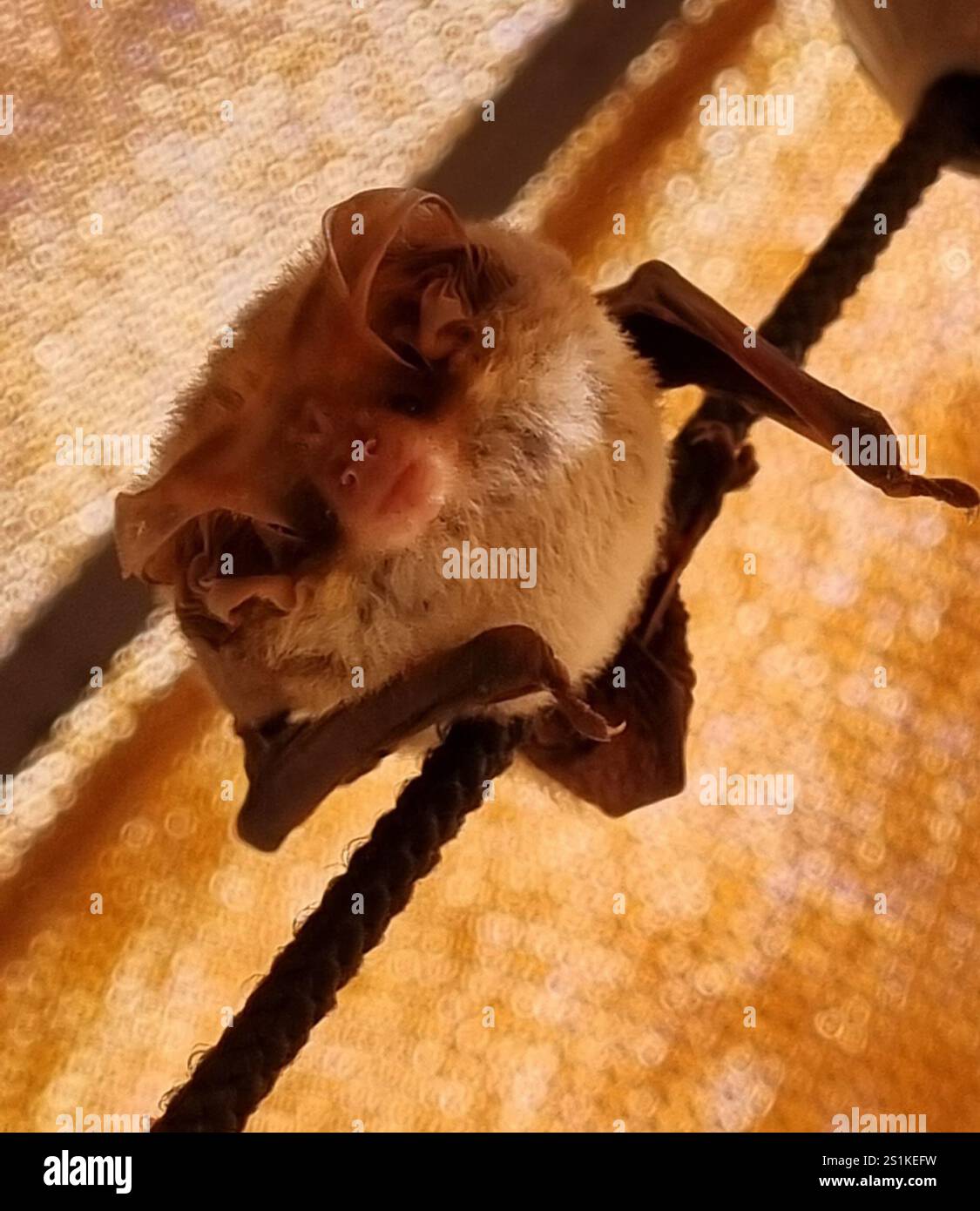 Lesser Long-eared Bat (Nyctophilus geoffroyi Stock Photo - Alamy