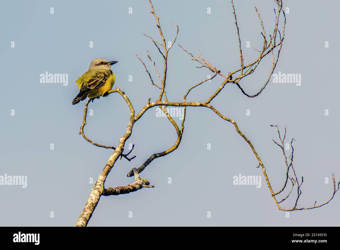An exotic tropical kingbird perched on the branch of an old alder ...