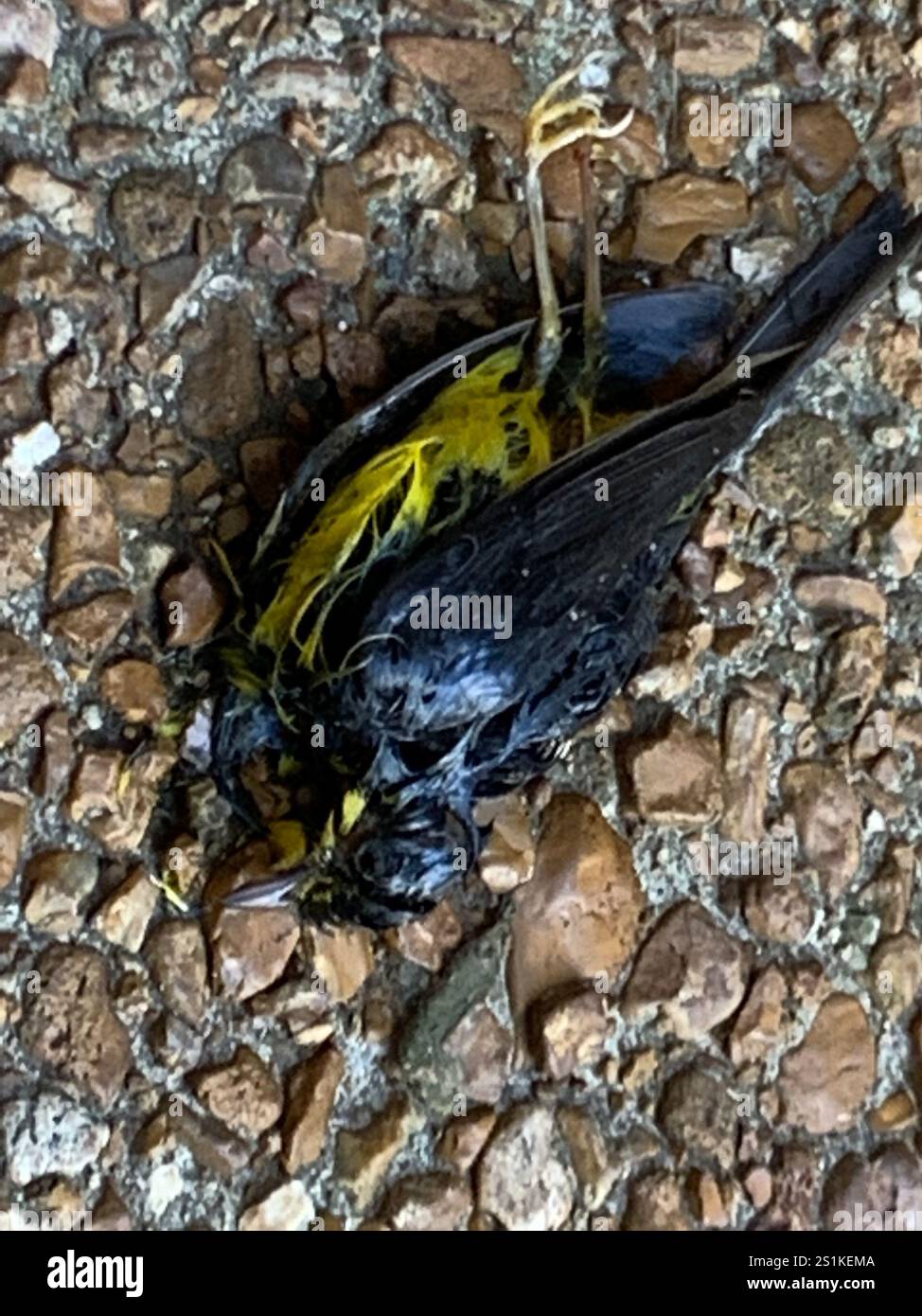 New World Warblers (Parulidae Stock Photo - Alamy