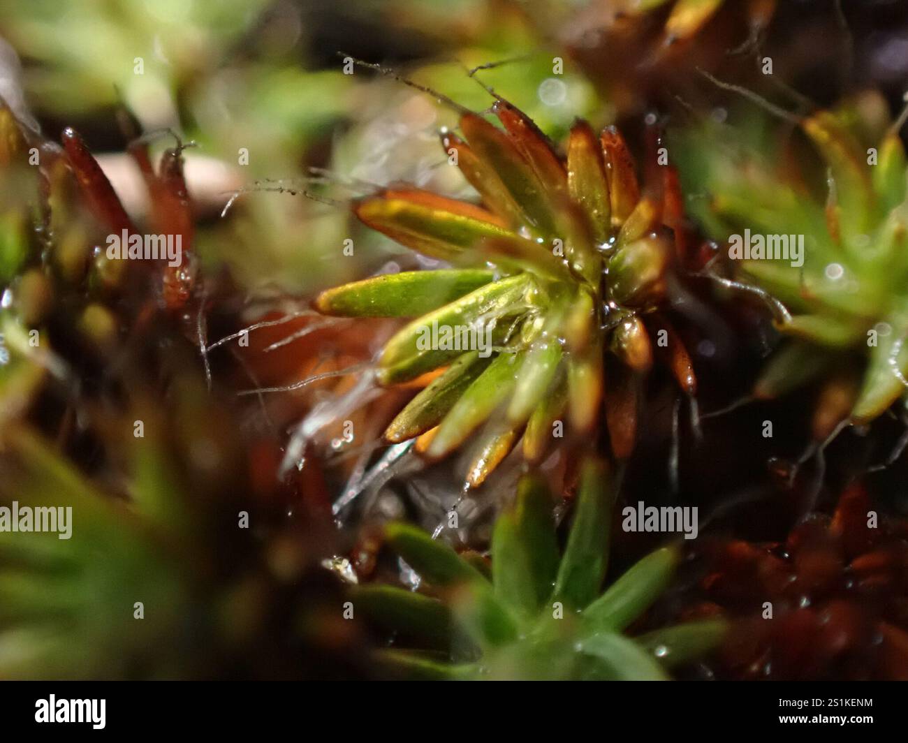bristly haircap moss (Polytrichum piliferum Stock Photo - Alamy