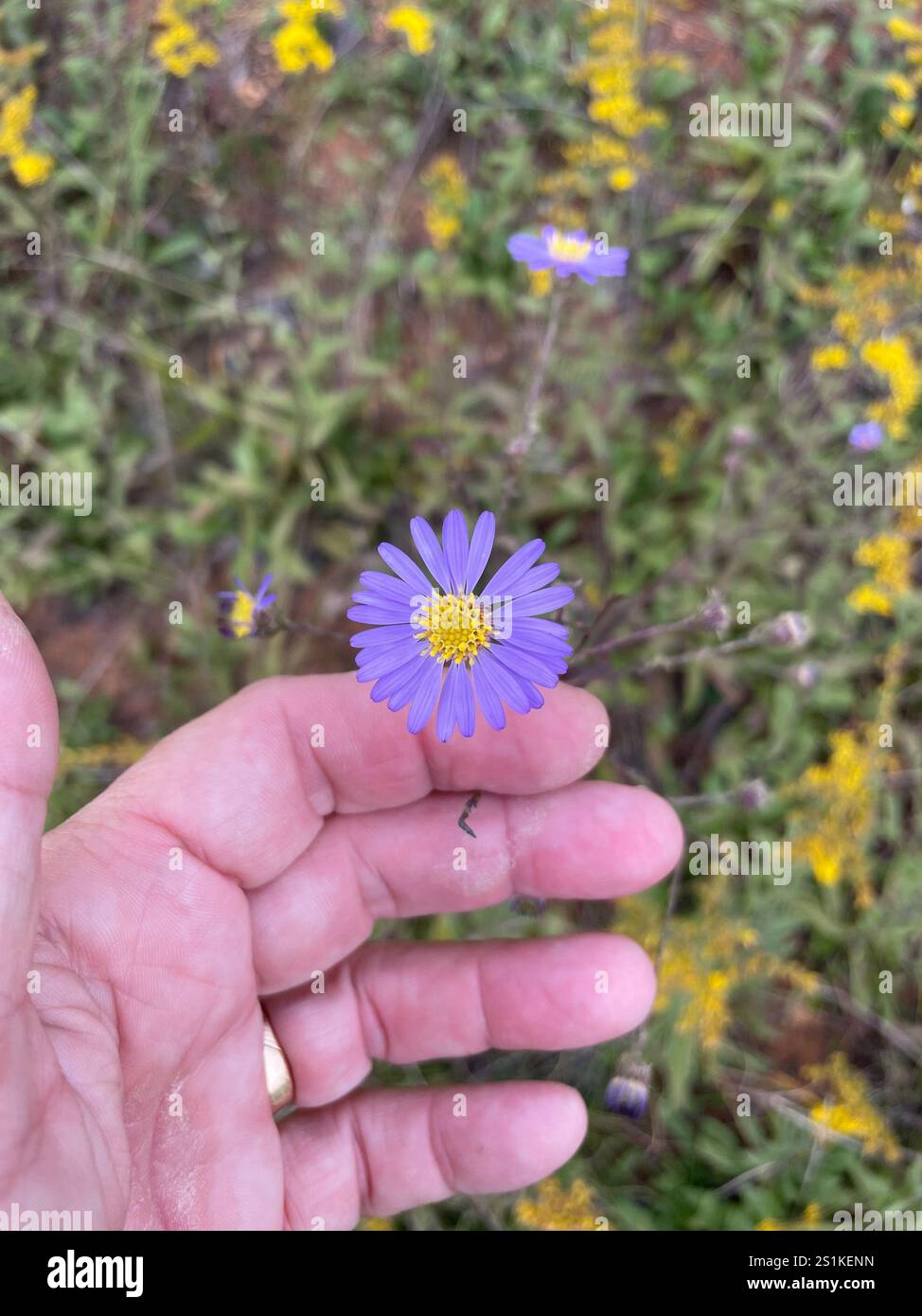 late purple aster (Symphyotrichum patens Stock Photo - Alamy