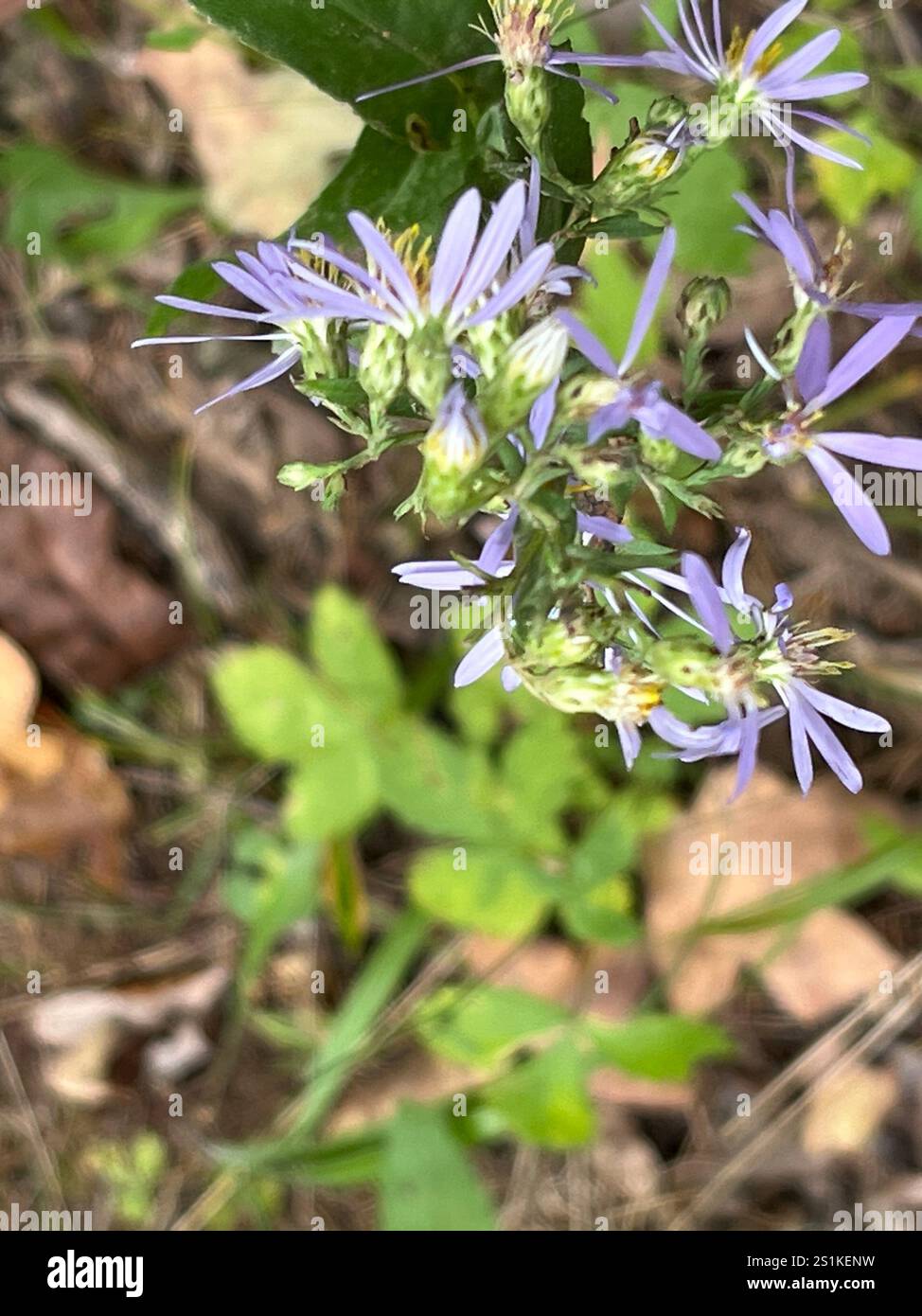 smooth blue aster (Symphyotrichum laeve Stock Photo - Alamy