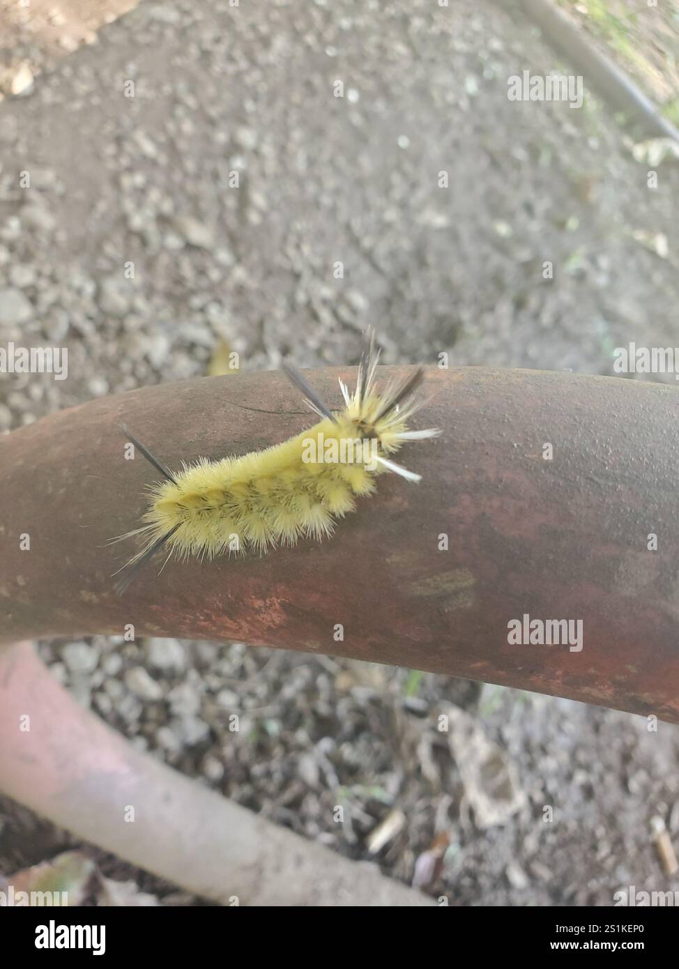 Banded Tussock Moth (Halysidota tessellaris Stock Photo - Alamy