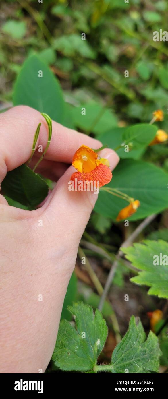 common jewelweed (Impatiens capensis Stock Photo - Alamy