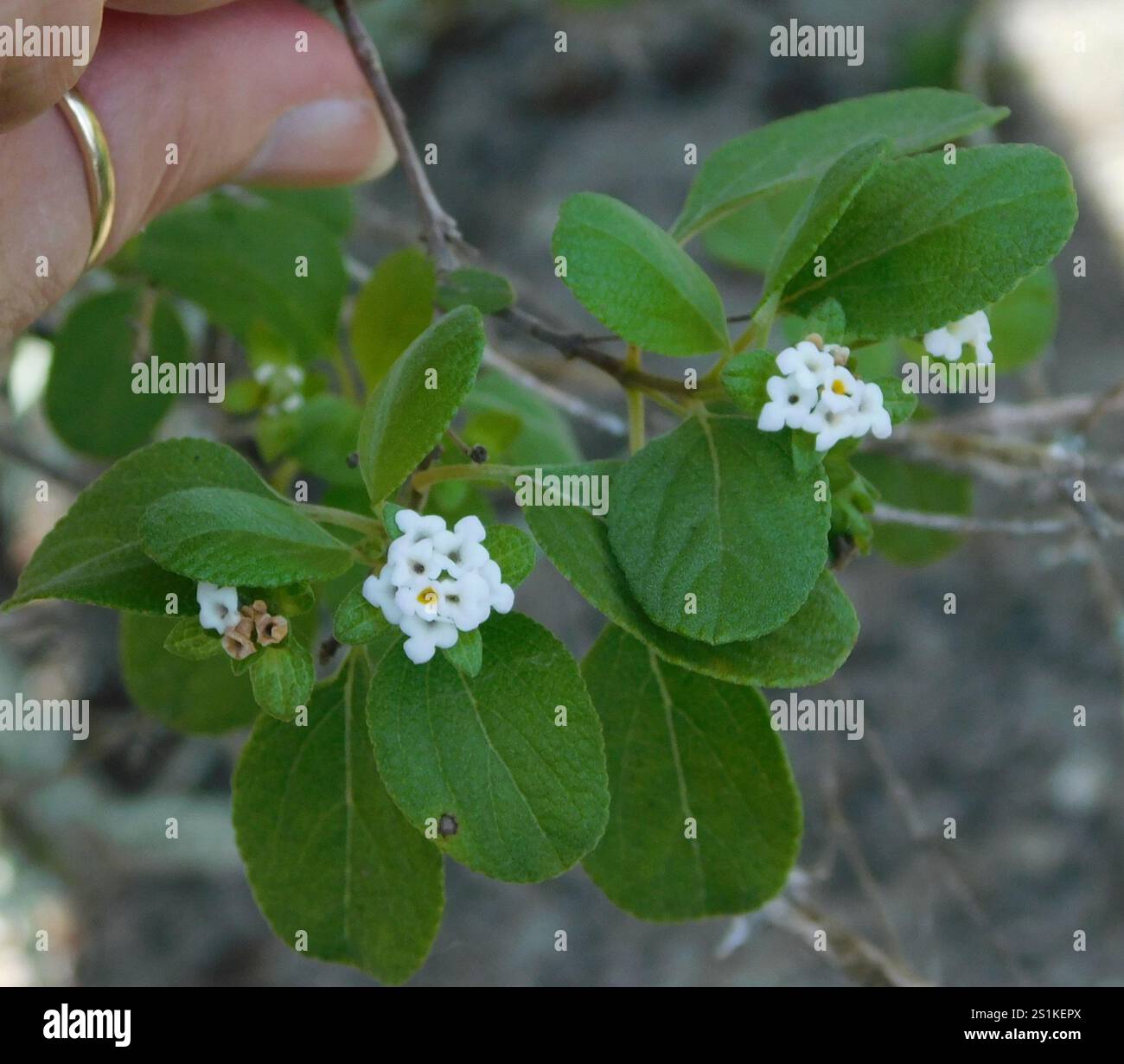Button Sage (Lantana involucrata Stock Photo - Alamy