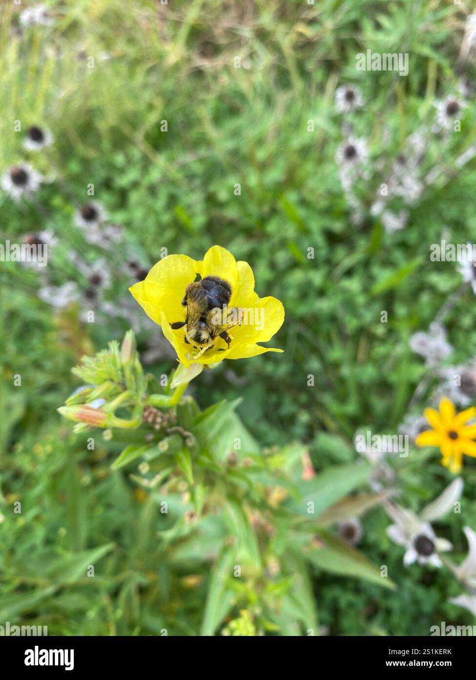 Common Eastern Bumble Bee (Bombus impatiens Stock Photo - Alamy