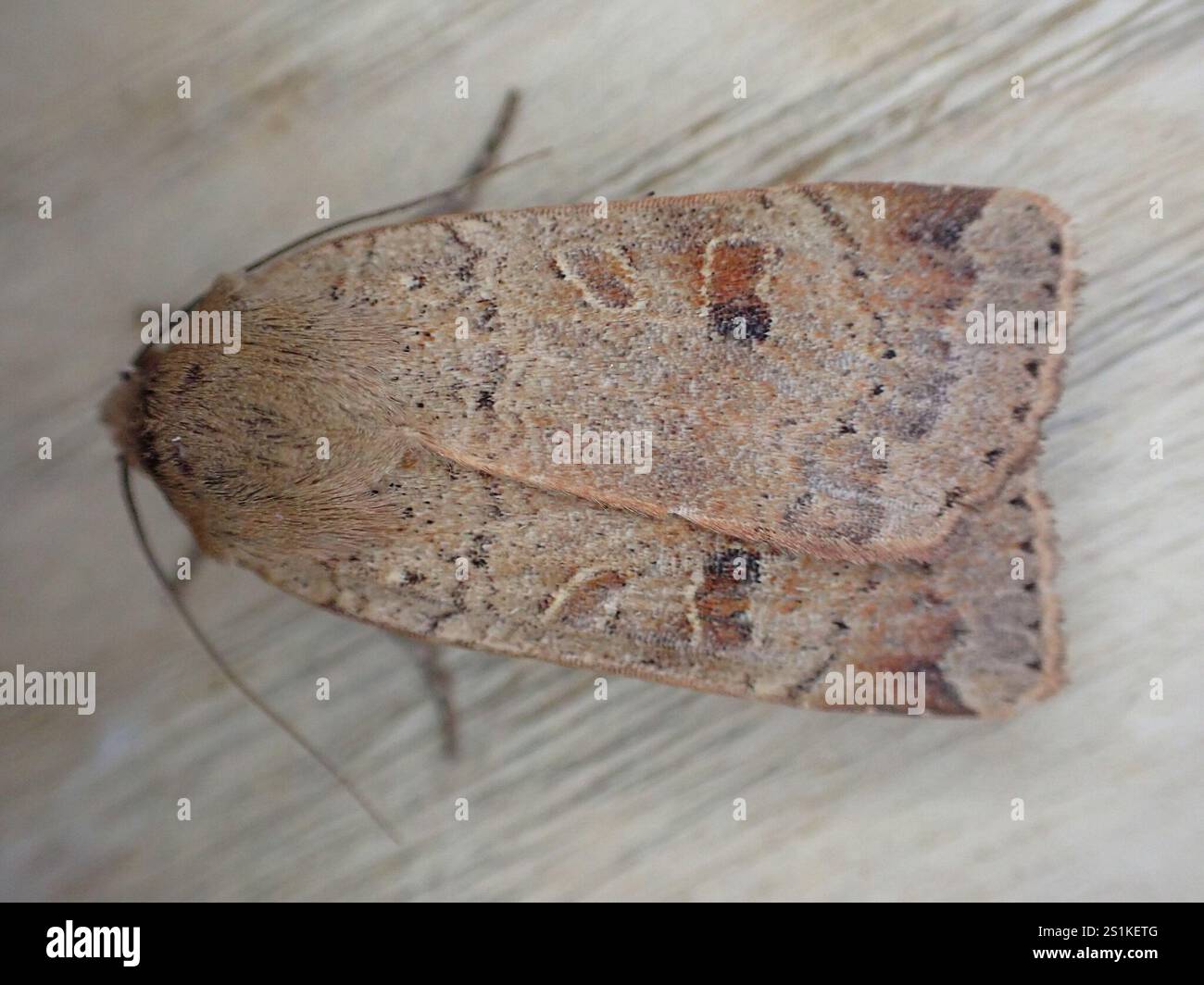 Lesser Yellow Underwing (Noctua comes Stock Photo - Alamy
