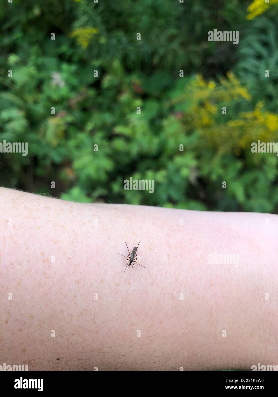 Culicine mosquitoes hi-res stock photography and images - Alamy