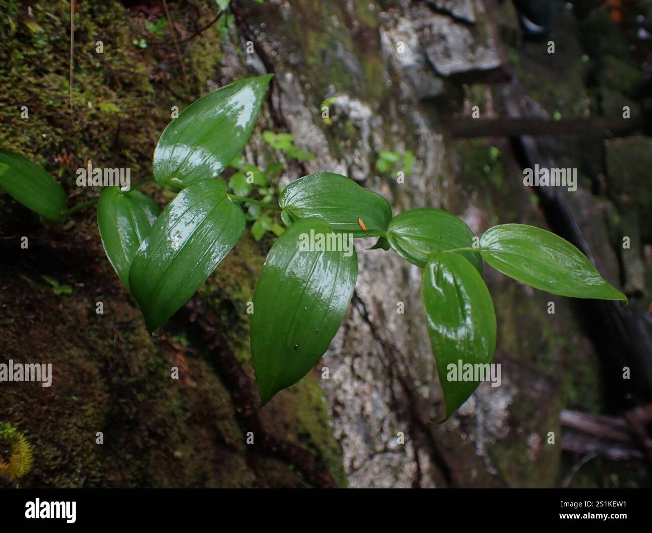 white twisted-stalk (Streptopus amplexifolius Stock Photo - Alamy