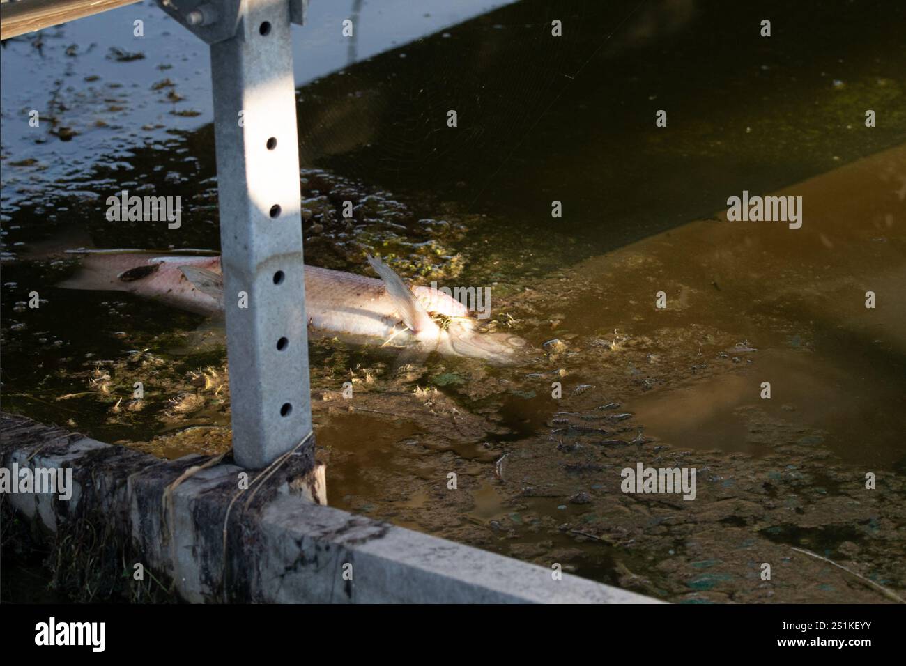 Lake Whitefish (Coregonus clupeaformis Stock Photo - Alamy