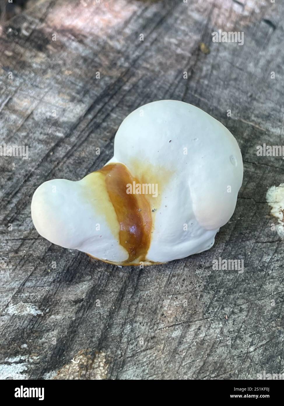 golden reishi (Ganoderma curtisii Stock Photo - Alamy