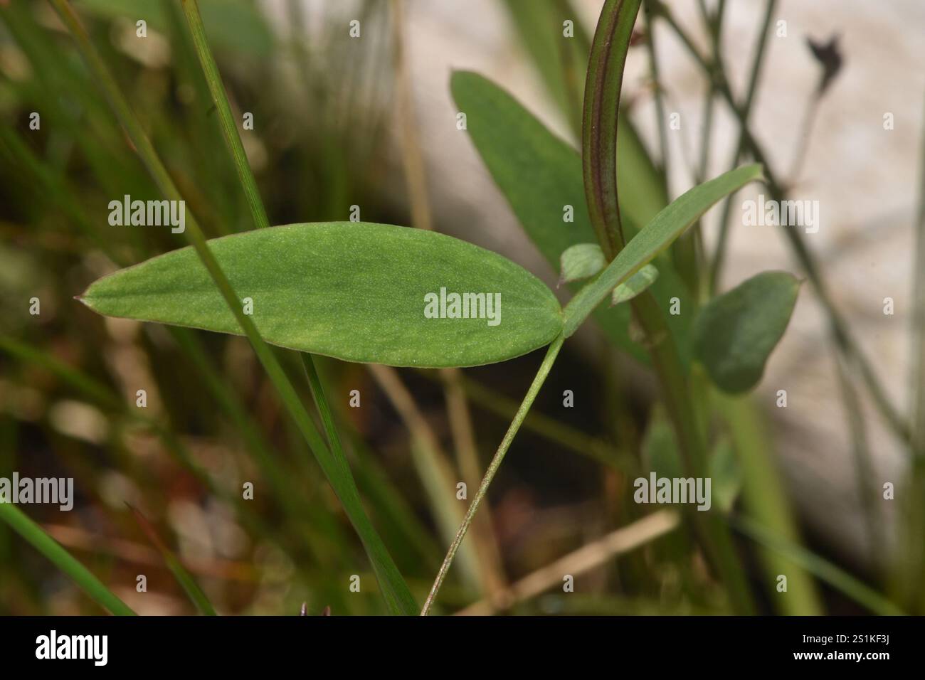 marsh pea (Lathyrus palustris Stock Photo - Alamy