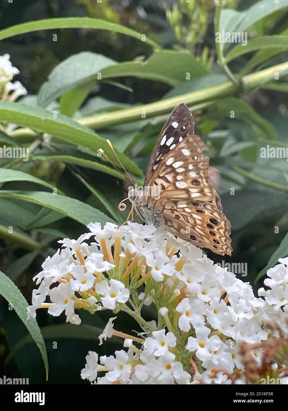 Hackberry Emperor (Asterocampa celtis Stock Photo - Alamy
